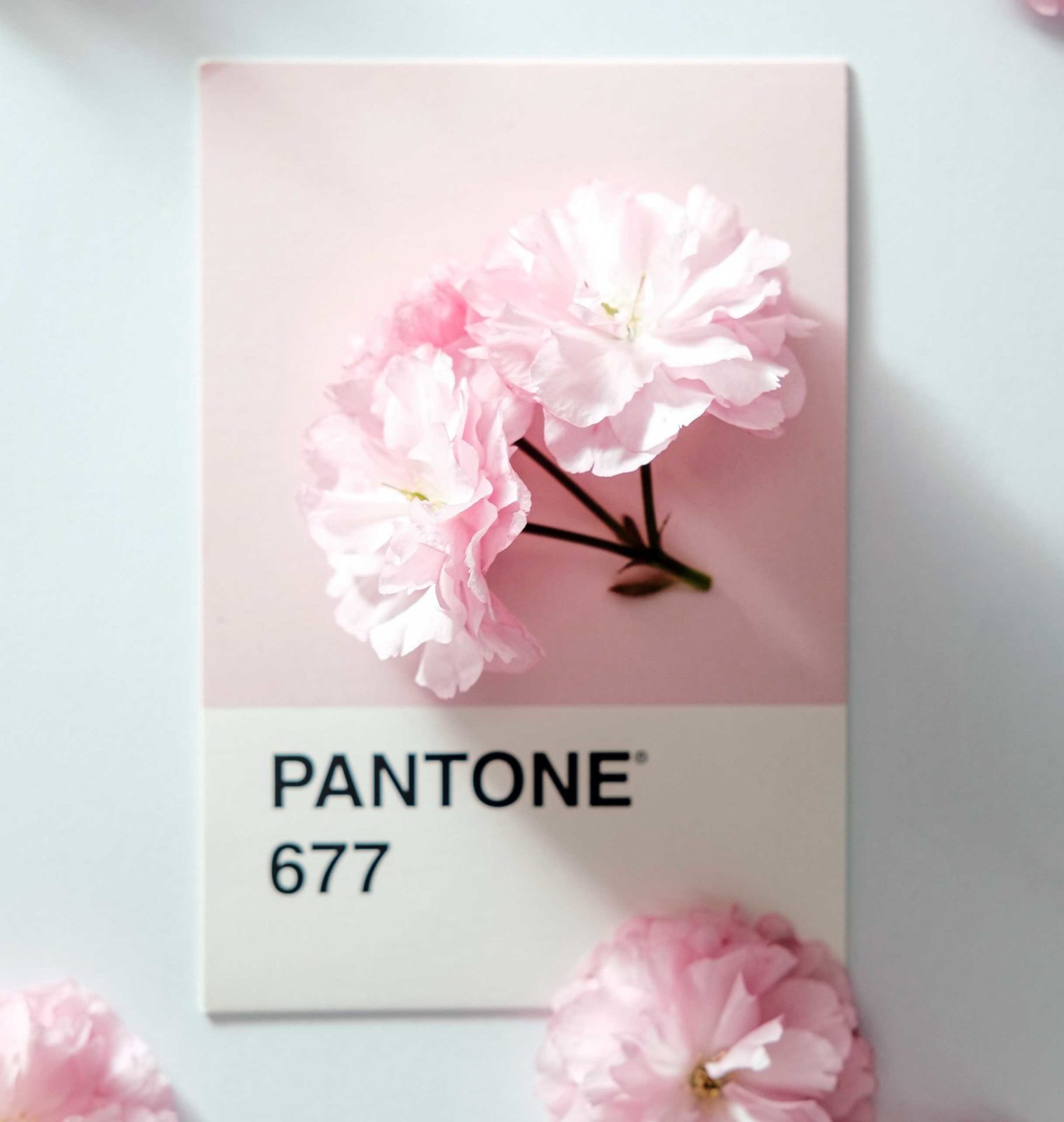 Should you use Pink as your Branding Colour?